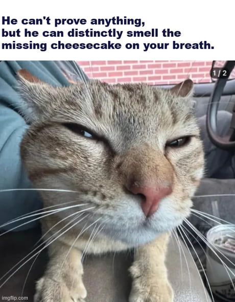 Best Funny cheesecake Memes - 9GAG