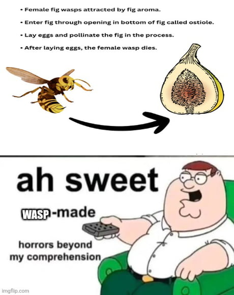 Wasps Memes