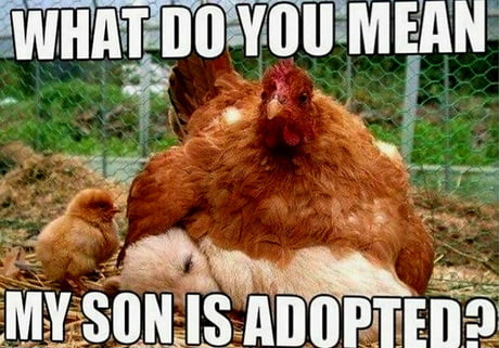 Best Funny hen Memes - 9GAG