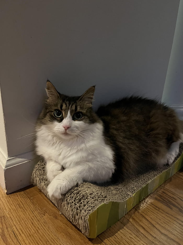 My cat named Cleo upvote if u like her - 9GAG