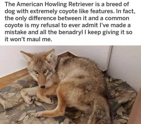 Best Funny coyote Memes - 9GAG