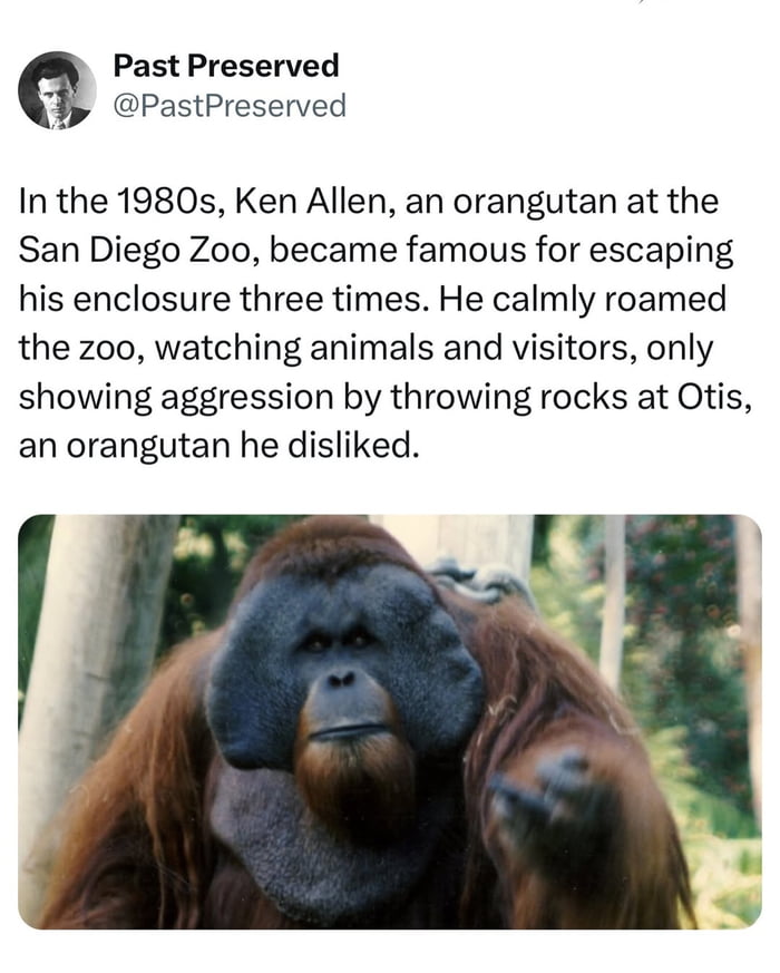 Ken Allen, the orangutan who mastered the art of escape, truly lived by ...