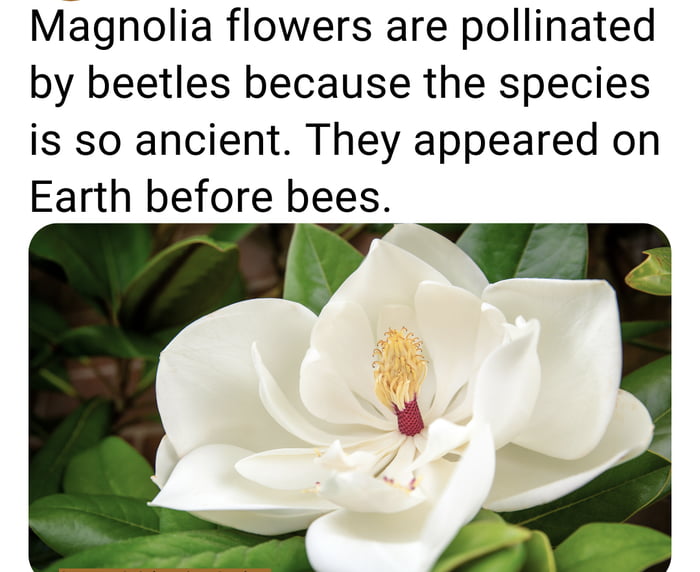 Magnolia is an ancient genus. Appearing before bees evolved, the ...