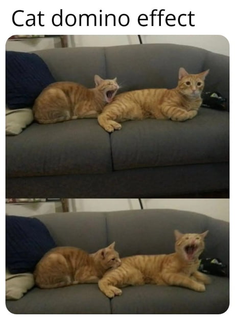 Best Funny hedgehog Memes - 9GAG