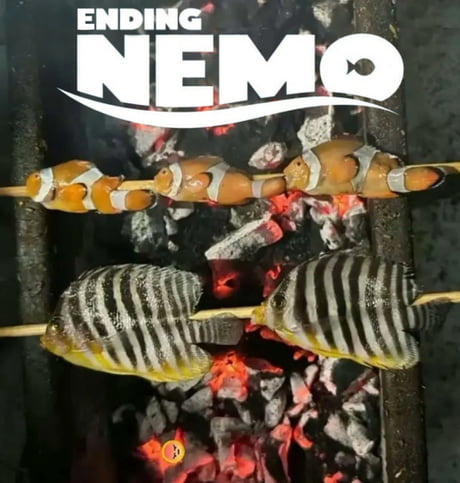 Best Funny nemo Memes - 9GAG