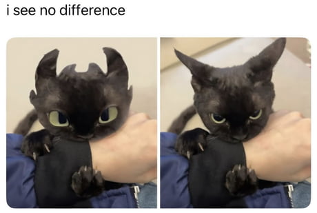 Best Funny toothless Memes - 9GAG