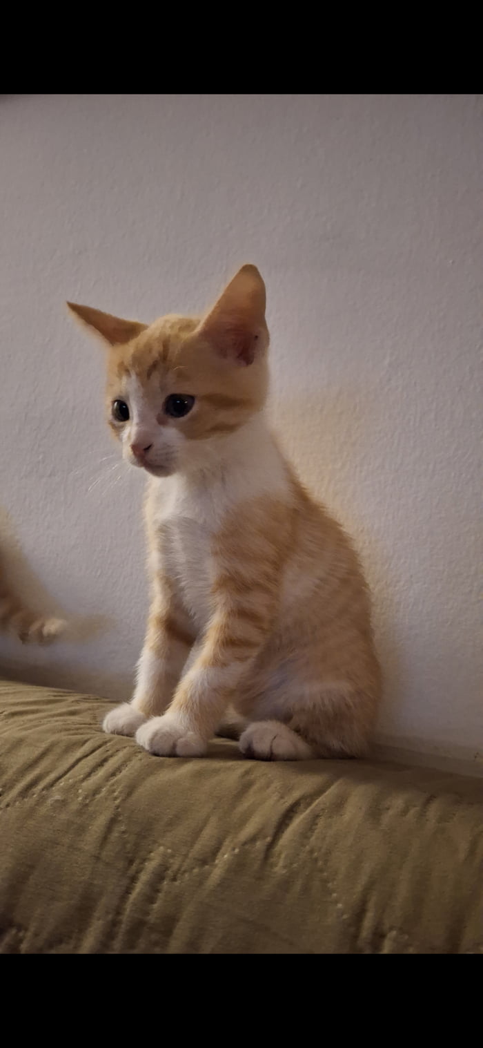 Say hello yo Betto, the cat that comes After my friend's name , Alberto ...