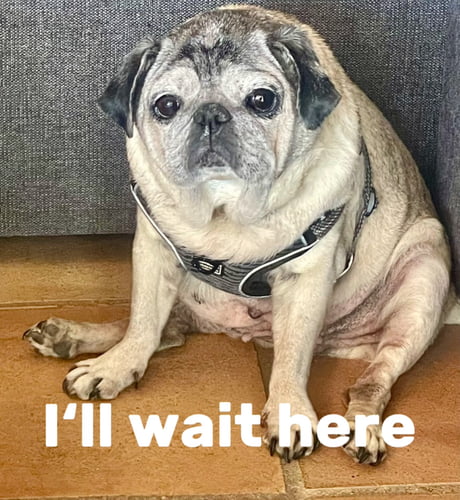 Best Funny pug Memes - 9GAG