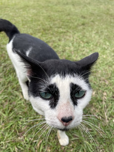 Best Funny panda Memes - 9GAG