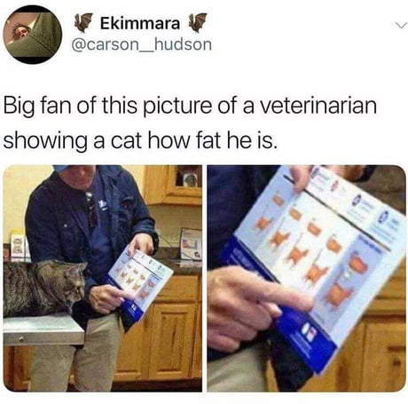 Best Funny fat Memes - 9GAG