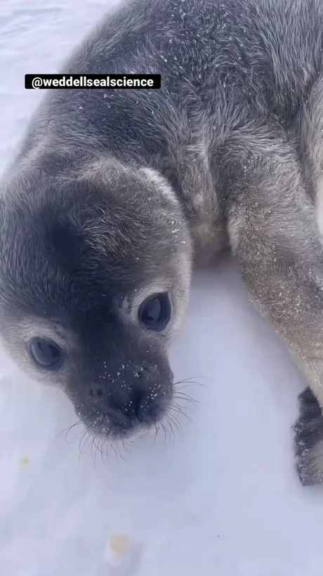 Adorable Baby Seal Meme