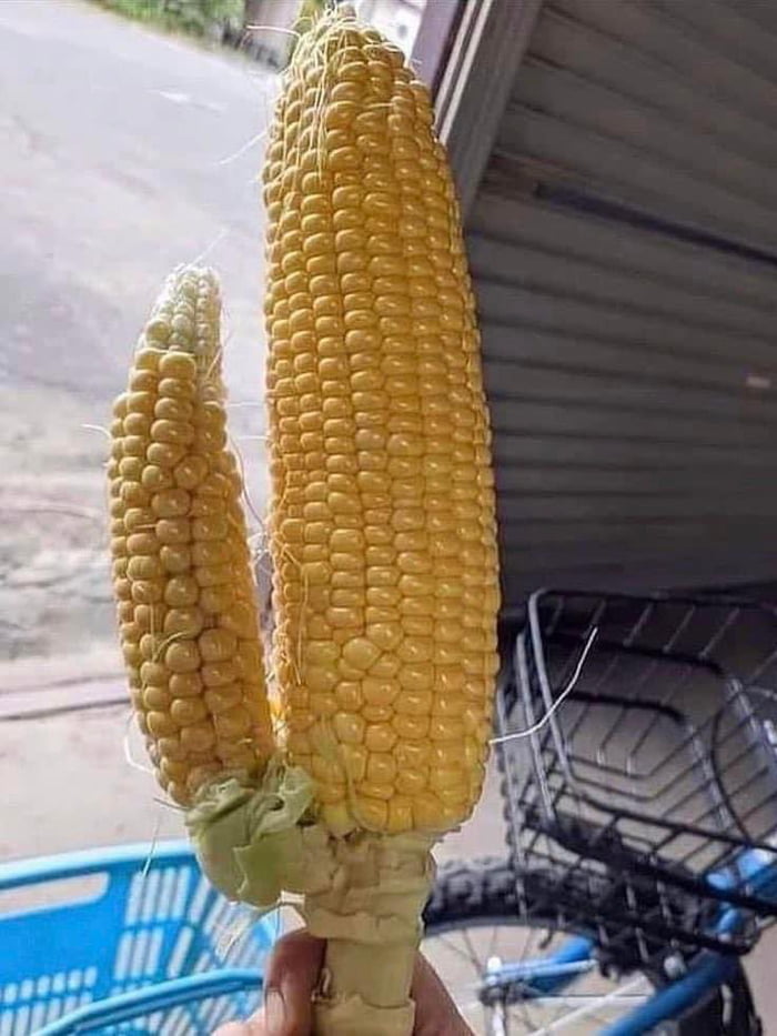 These corn cobs attached to each other - 9GAG