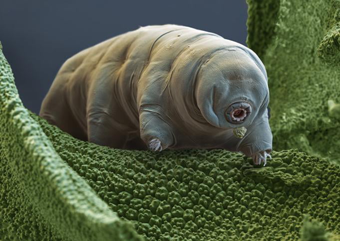 These are Tardigrades, they are microscopic eight-legged animals that ...
