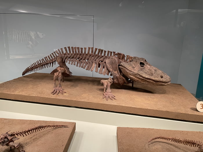 Eryops! A Permian age, dog sized amphibian! Frogs and Salamanders ...