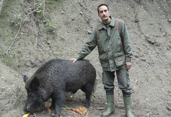 A Serbian Game Hunter Adopted a Wild Boar As a Pet Upon Seeing It As A ...
