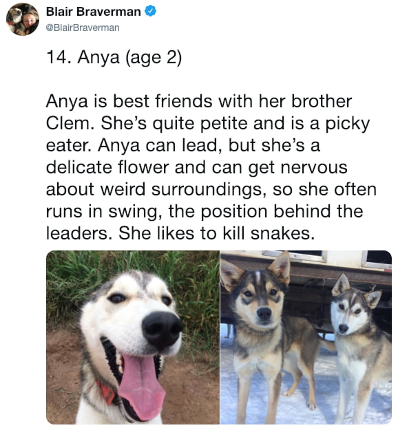 Musher Introduces Her 20 Sled Dogs With Colorful Personalities - 9GAG