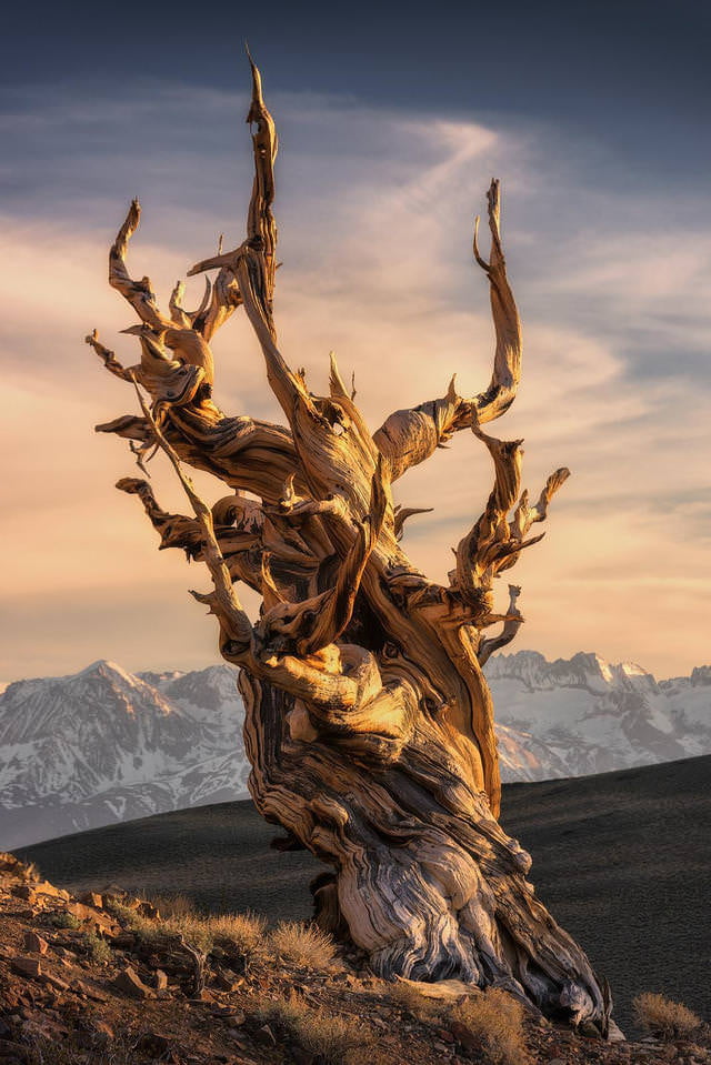 This is a bristlecone pine. The tortured look of the bristlecone arises ...