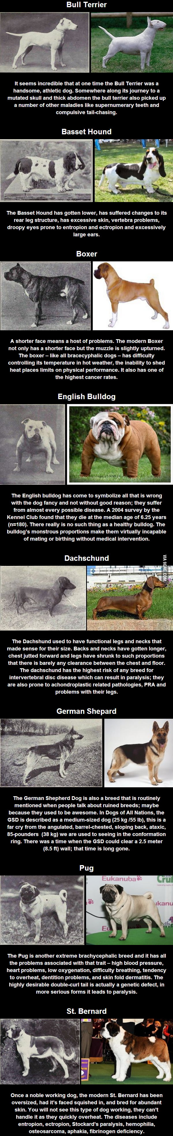 100 years of selective breeding - 9GAG