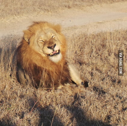 Lion Laughing