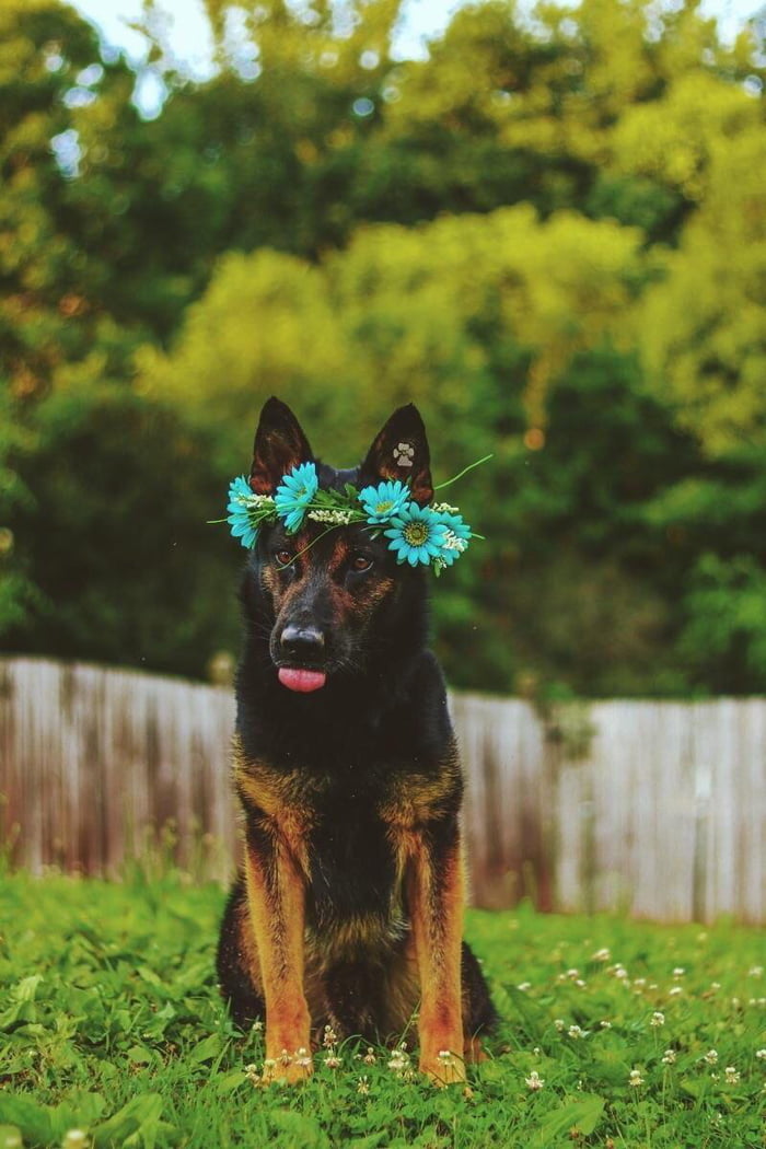 German Shepherd Blep. - 9GAG