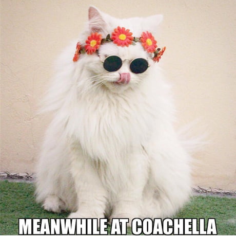 Coachella Cat Memes