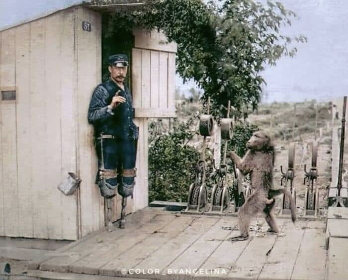 In the late 1800s, a baboon(right) was officially employed as a ...