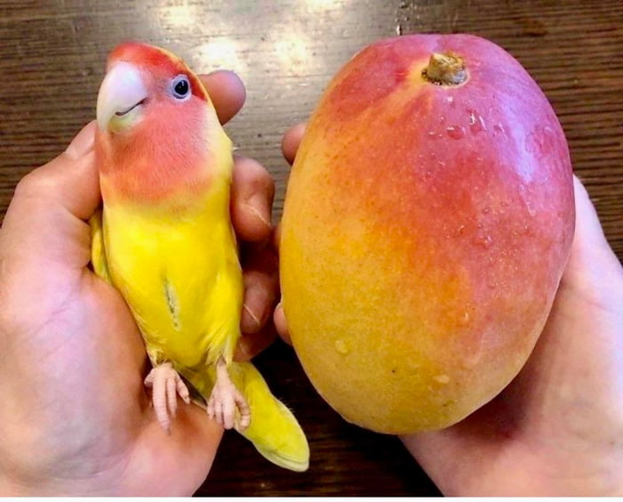 Mango birb - 9GAG