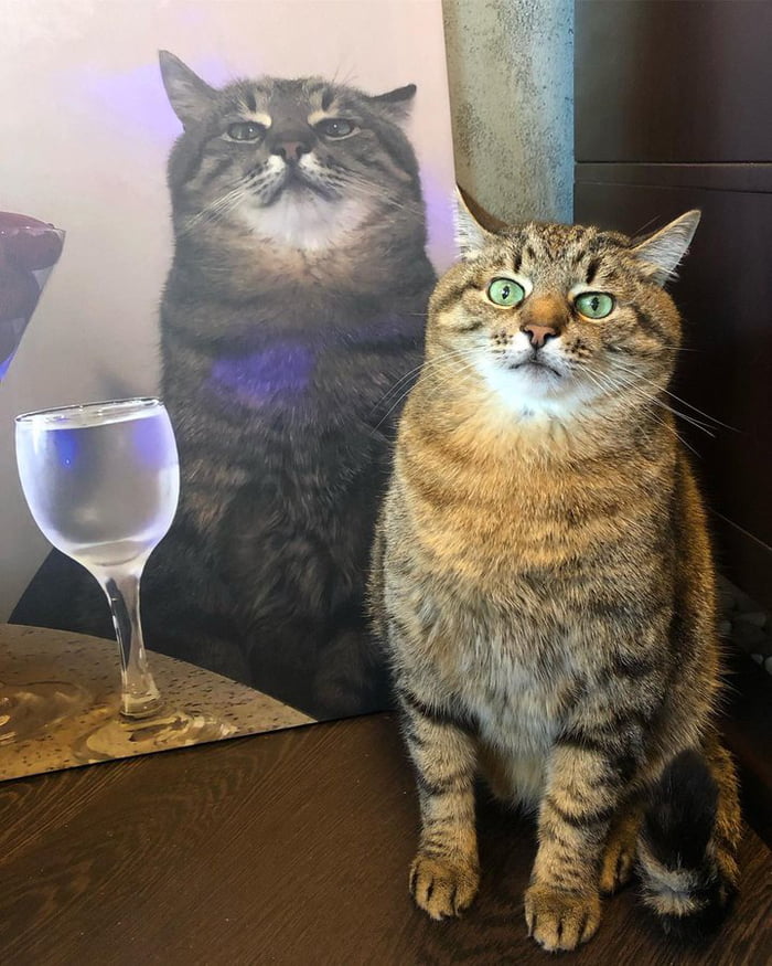 Stepan The Chill Drinking Cat Escaped Ukraine And Made It To France - 9GAG