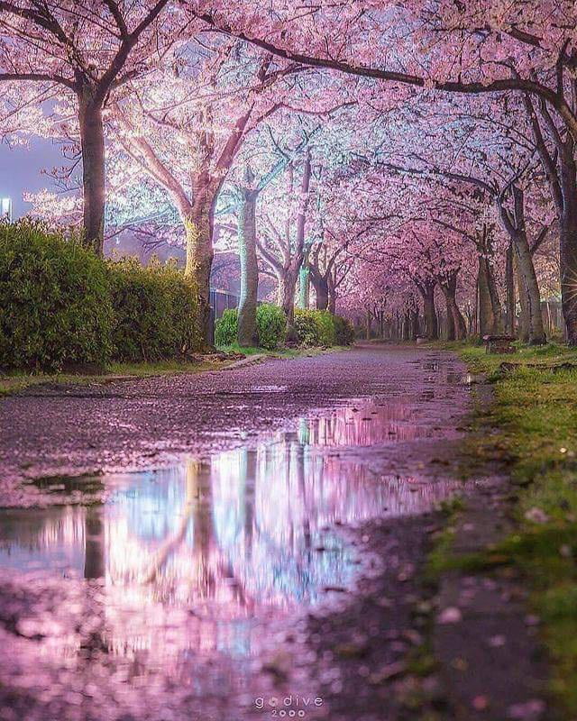 Beautiful pink path in Osaka. - 9GAG