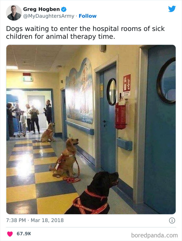 Therapy dogs - 9GAG