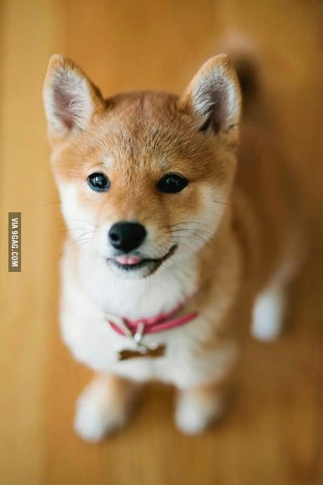 When your new dog looks like a mini Doge : r/memes