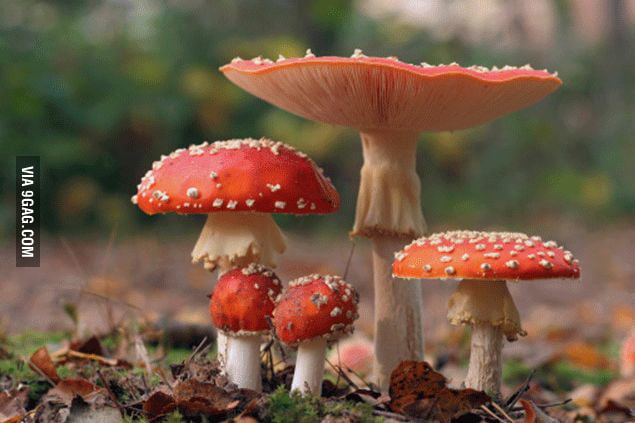 This Fly Agaric Mushroom Of Hawaii Can Give Orgasms To A Women When Smelled 9gag