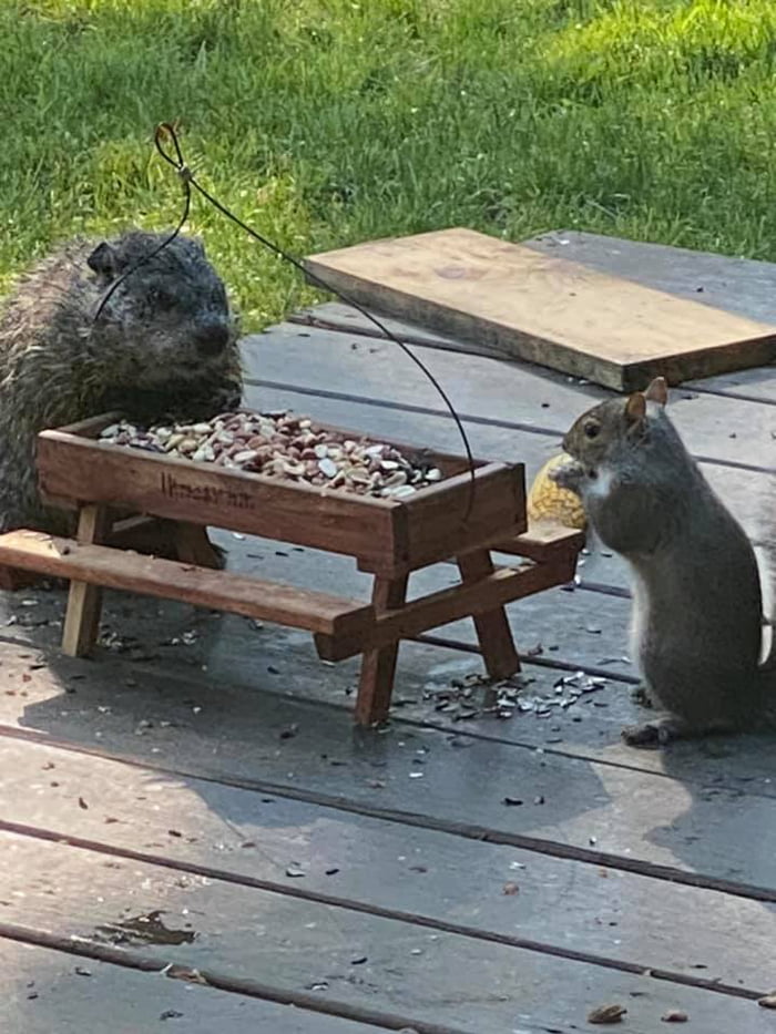 Groundhog And Squirrel Spotted Enjoying Breakfast Together At Tiny ...