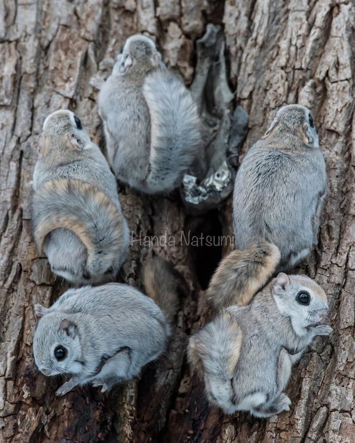 16 Photos Of Japanese Dwarf Flying Squirrels That Look Like Pokémon - 9GAG