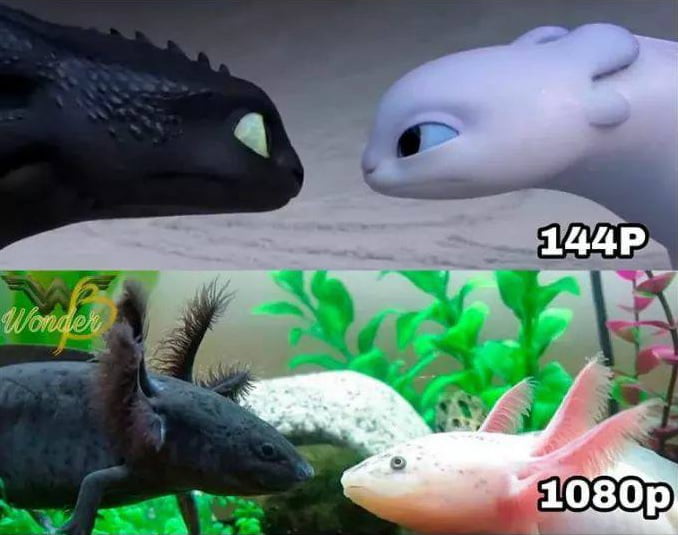 Toothless and gf - 9GAG