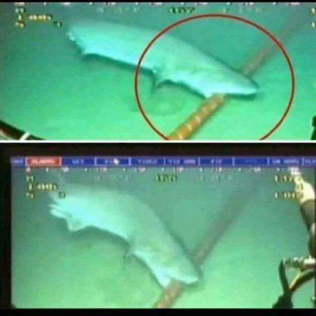 Scientists Found Living Sharks Inside an Active Underwater Volcano - 9GAG