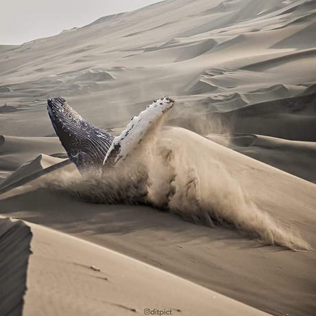 Sandfish | Worth to watch