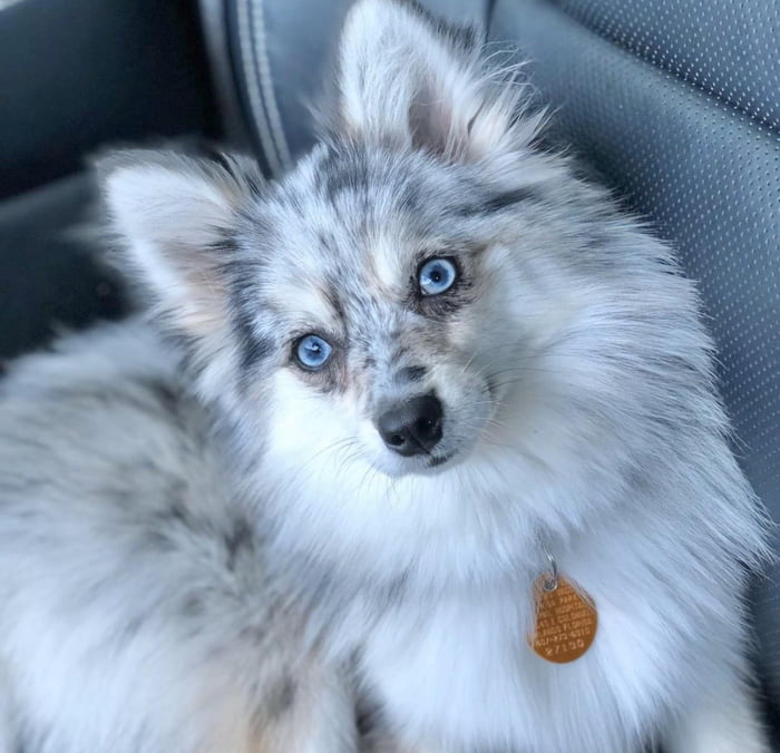 Mia, an F2 Blue Merle Pomsky - 9GAG