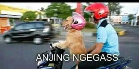 Best Funny meme anjing Memes - 9GAG