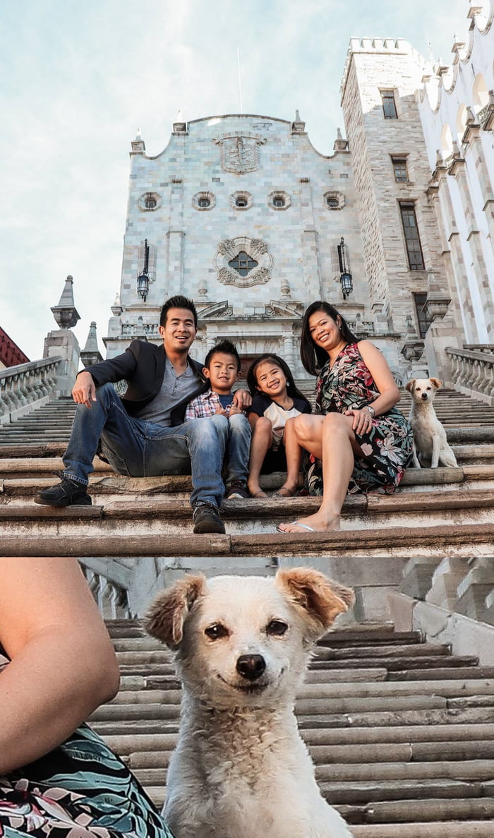 STRAY PHOTOBOMB Family Photo - 9GAG