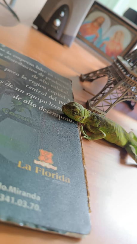 Best Funny iguana Memes - 9GAG