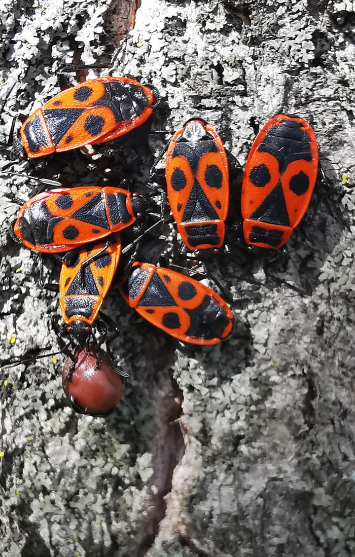 The firebug, Pyrrhocoris apterus, looks like a African masks - 9GAG