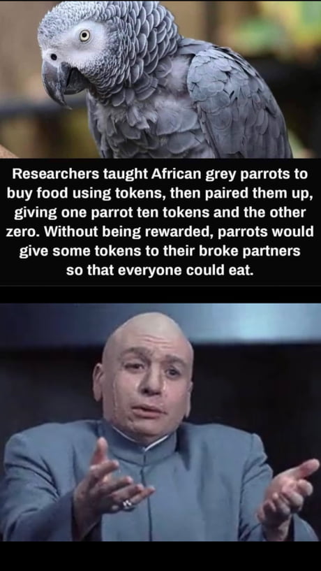 Best Funny parrots Memes - 9GAG