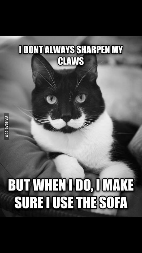 Scumbag Cat Memes 24 Cool Cat Memes You'd Want To Wear Like A Special