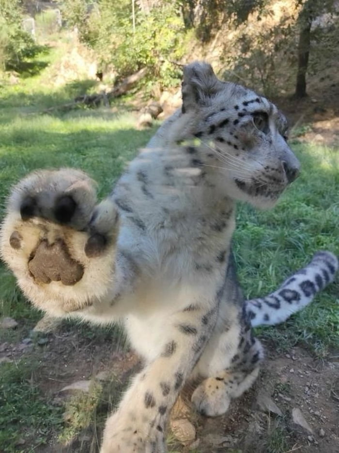 "what's 2+2?" the well-educated snow leopard: - 9GAG