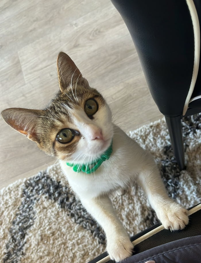 I present you my cat. Her name is Mac Mac - 9GAG