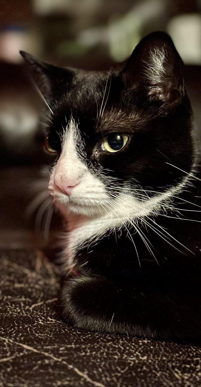 Good cat for good luck. - 9GAG