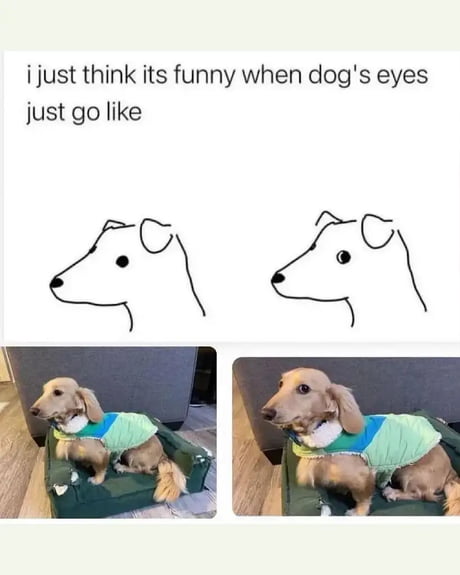 Best Funny good boy Memes - 9GAG