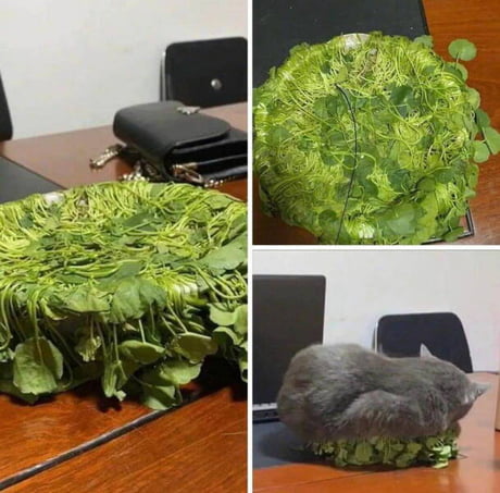 Best Funny why Memes - 9GAG