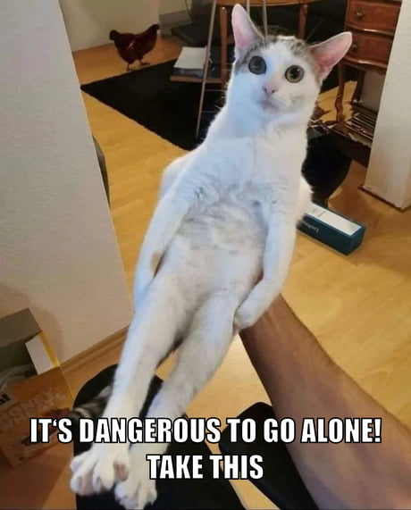 Best Funny cats Memes - 9GAG